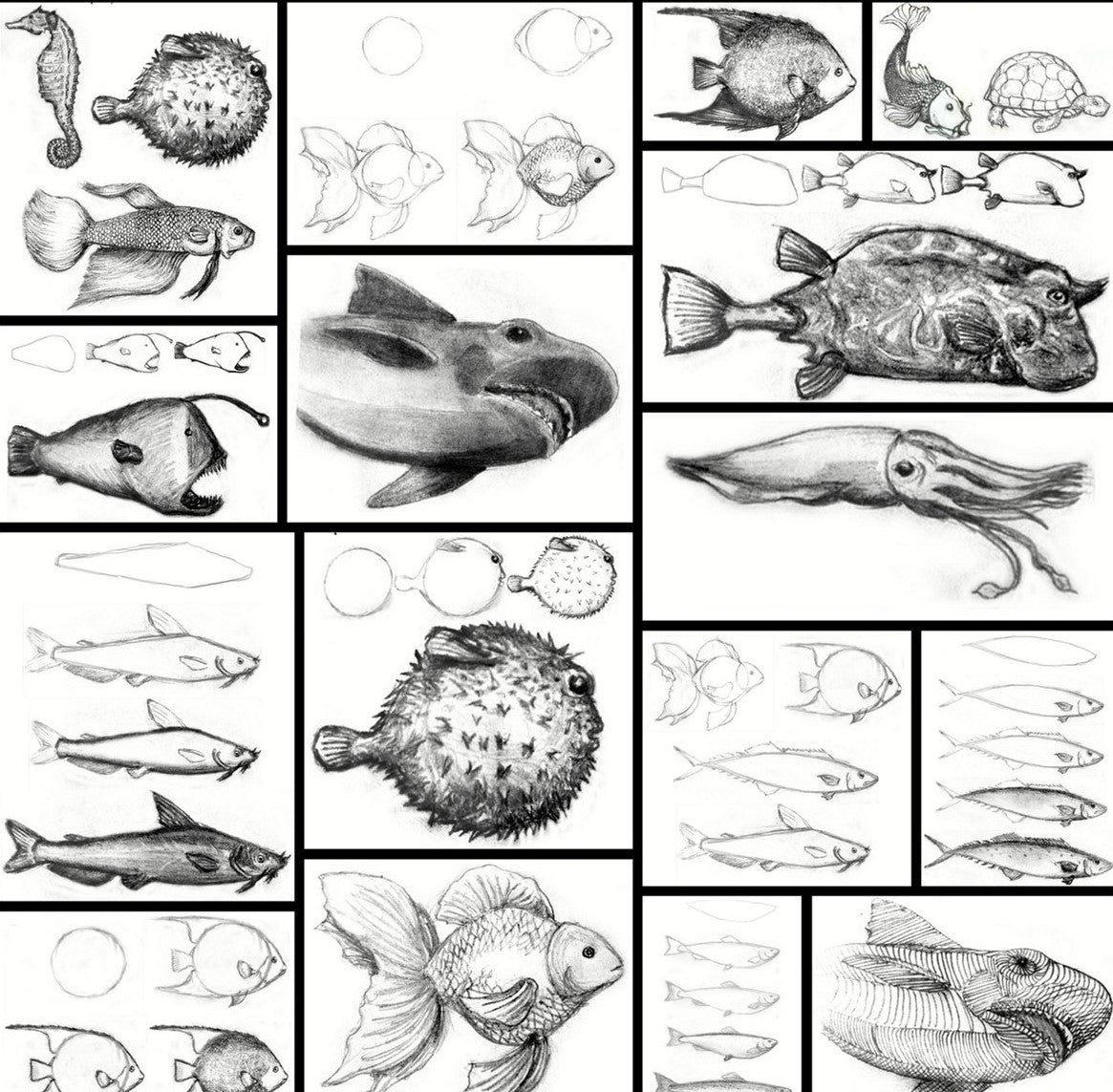 Learn How to Draw Aquatic Animals - For the Absolute Beginner – Learn ...