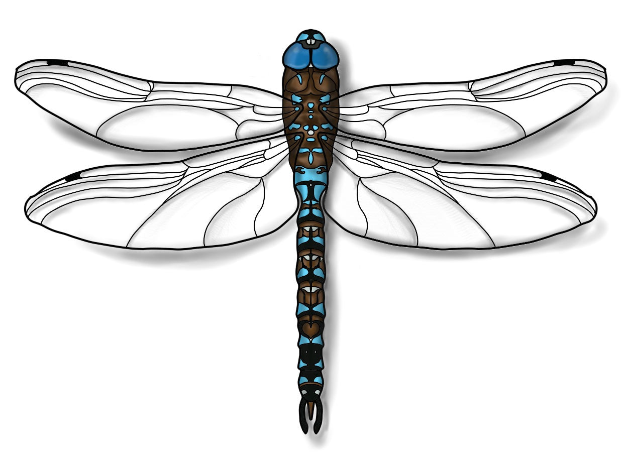Dragonfly Wing Drawing