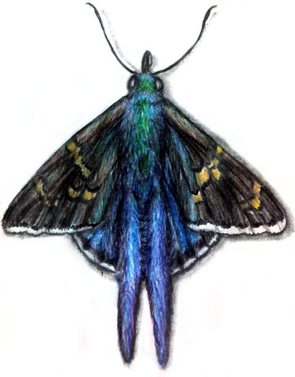 How to Draw a Long-tailed Skipper Using Color Pencils – Learn to Draw Books