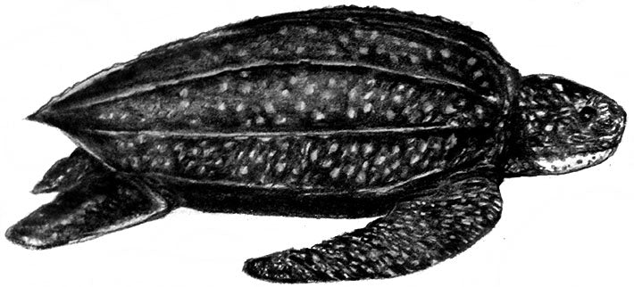 Drawing Turtles - How to Draw Turtles For the Beginner – Learn to Draw ...