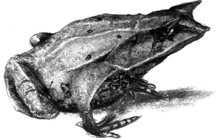 Drawing Frogs Volume 1 - How to Draw Frogs For the Beginner – Learn to ...