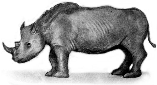 Learn How to Draw Land Animals - For the Absolute Beginner – Learn to ...