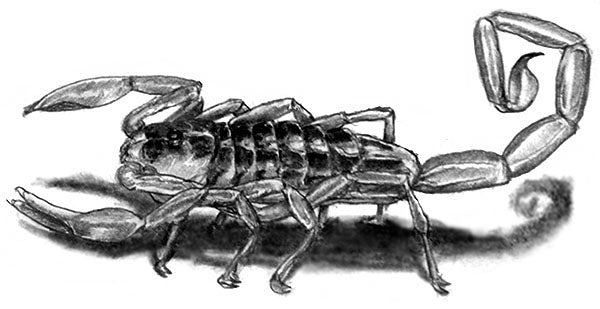Drawing Scorpions - How to Draw Scorpions For the Beginner – Learn to ...