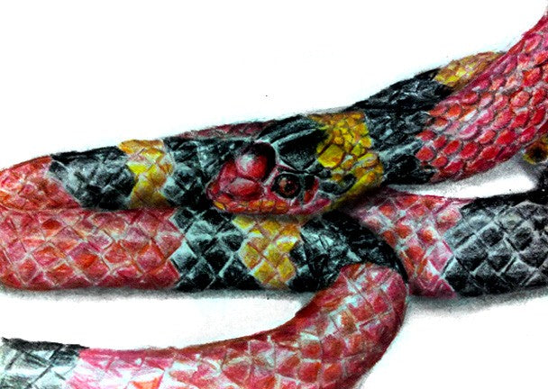 Drawing Snakes - How to Draw Snakes For the Beginner – Learn to Draw Books